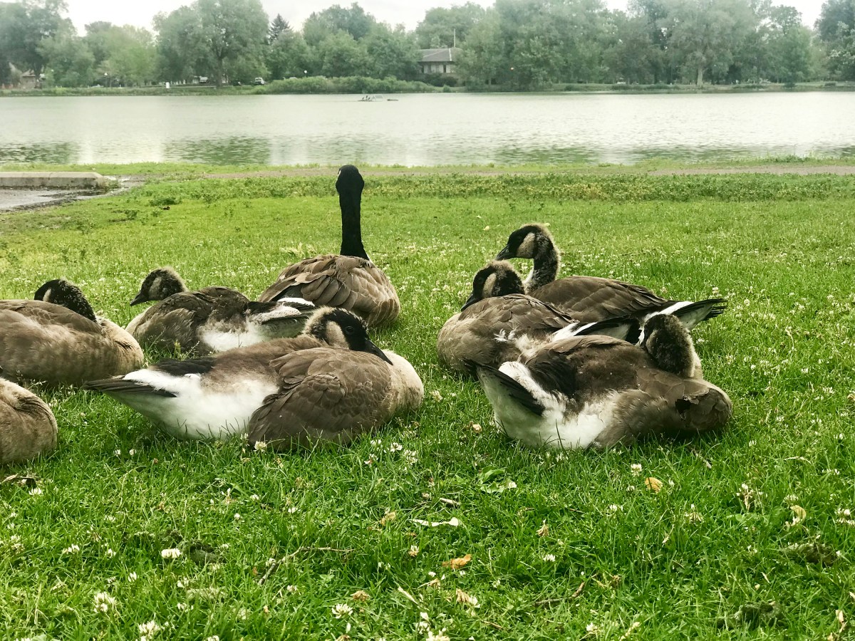 Dr. Marc Bekoff on why geese matter – CANADA GEESE PROTECTION COLORADO