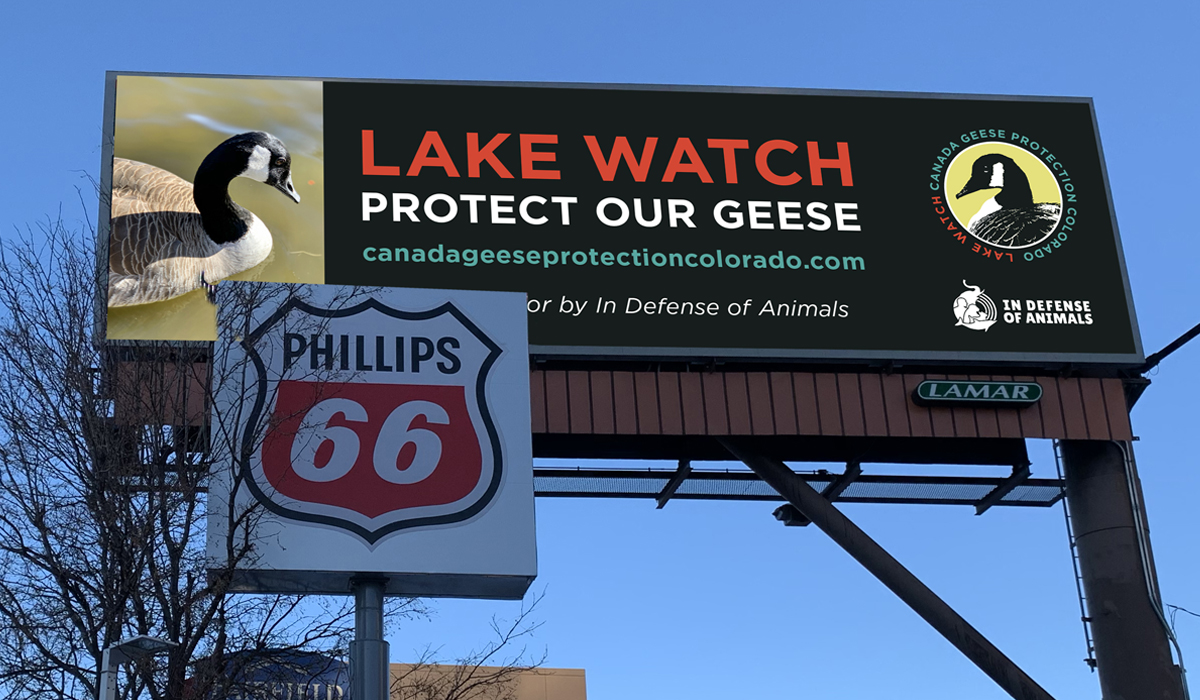 Monday, January 18th: Billboard Launch to Save Denver Geese – CANADA ...