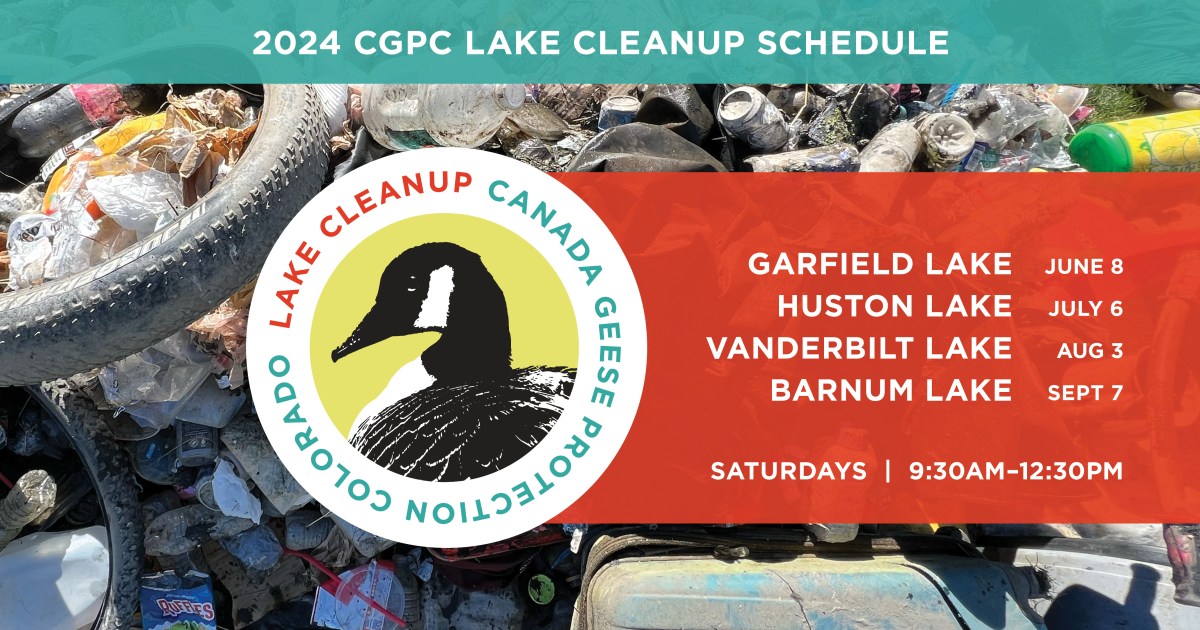 Lake Cleanup – CANADA GEESE PROTECTION COLORADO